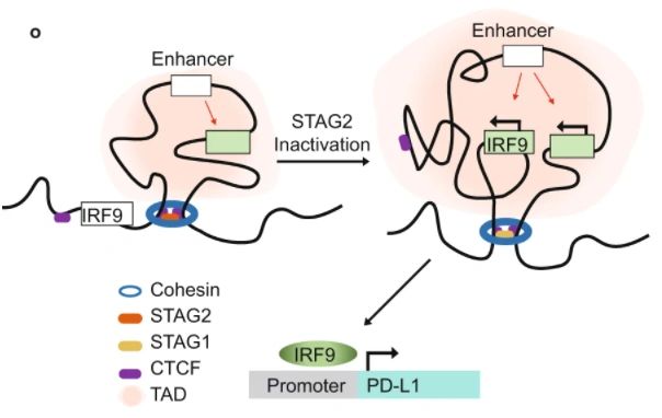 "STAG2 mediated epigenetic mechanism in cancer" is online