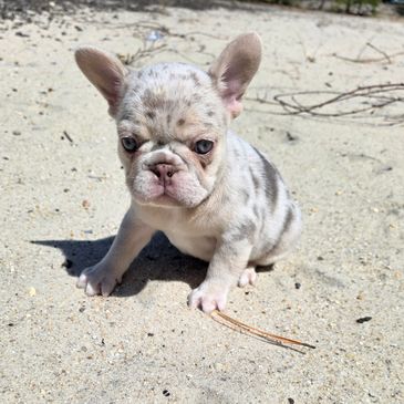 French Bulldog Puppies - My 1 Frenchie Love
