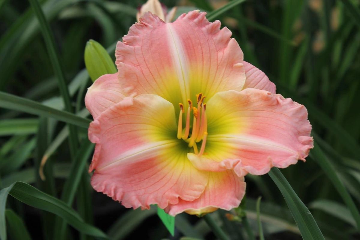 PETE HANSEN MEMORIAL