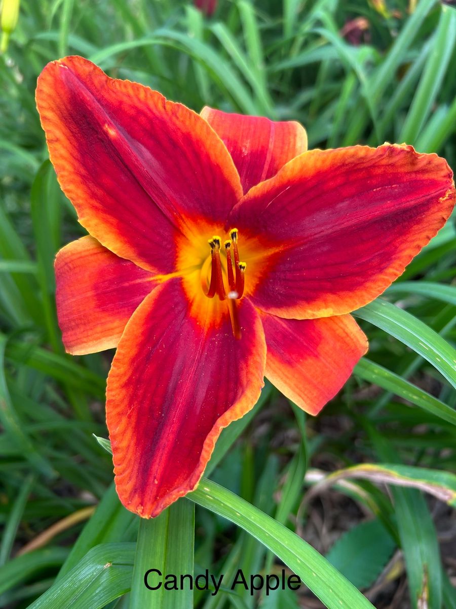 CANDY APPLE RED