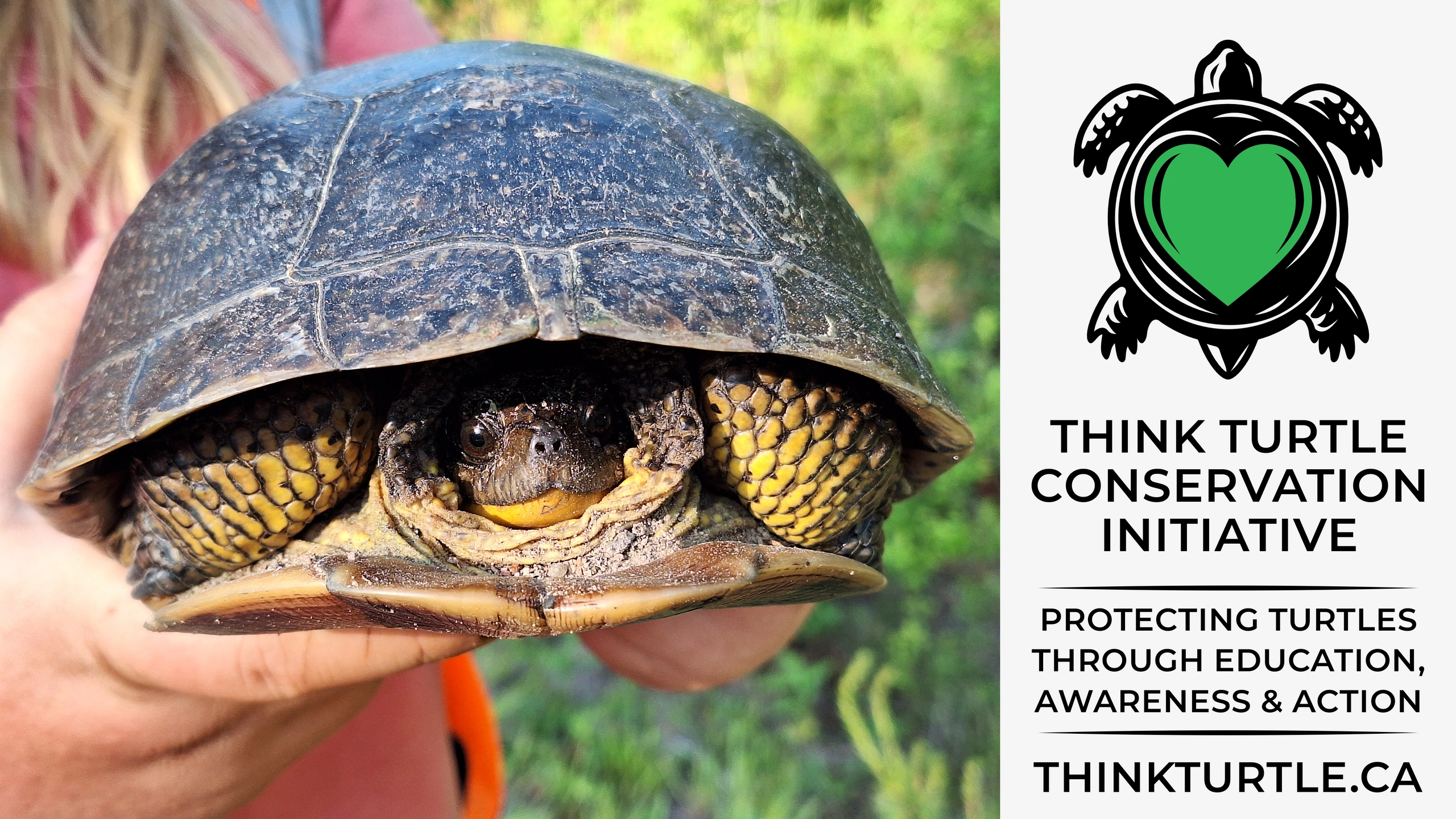 Ontario's 8 Turtles