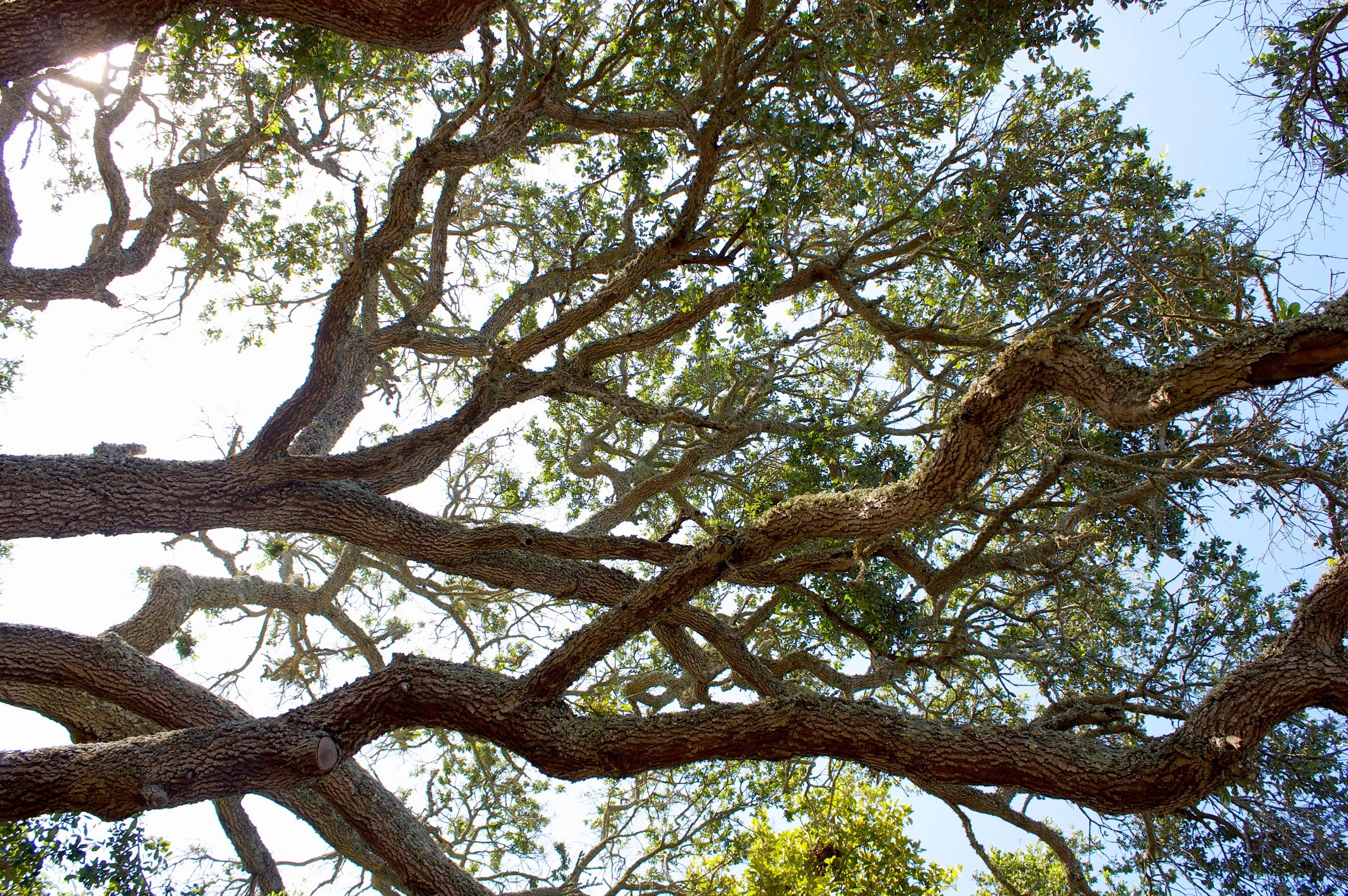 Bright Tree Counseling