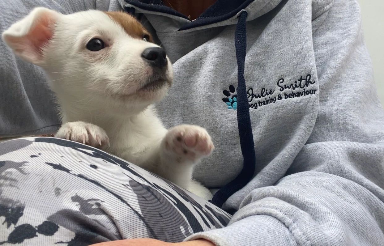 Julie Smith Dog Training & behaviour