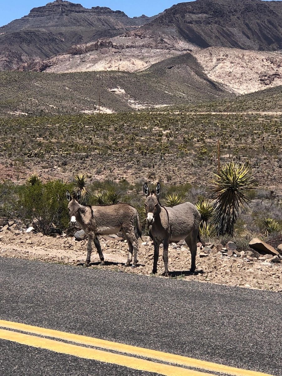 The Burro Capital of the World!