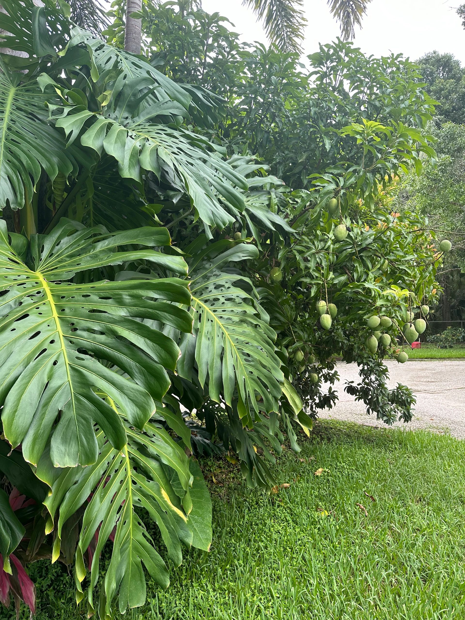 Rare Fruit Trees and Bee Keeping- Jantz Tropical Design