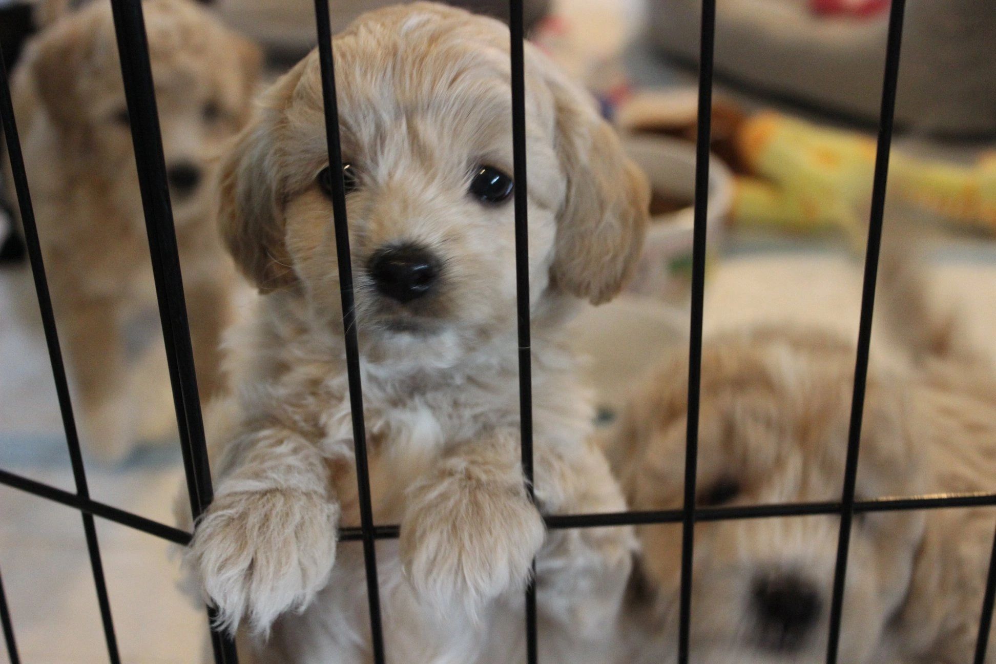 Trusted Puppy Breeders in Penryn - Shidoodles