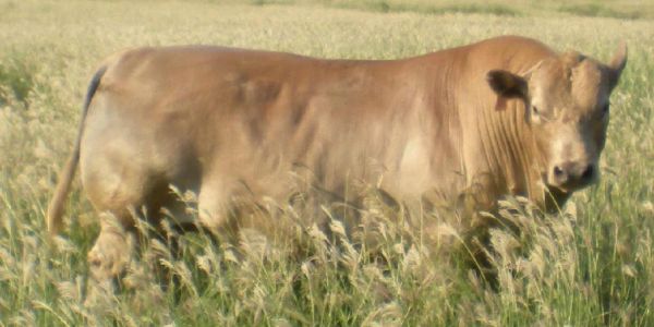 Crispin Murray Grey Cattle - Murray Grey Cattle, For Sale