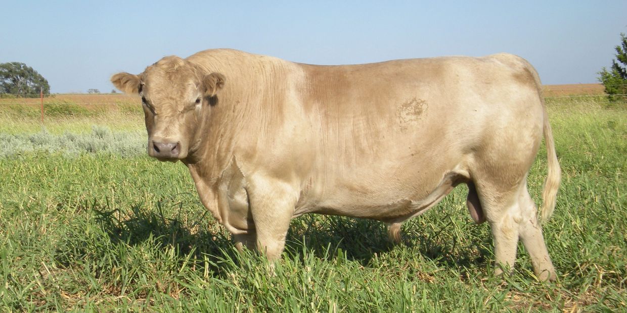 Bulls for Sale | Crispin Murray Grey Cattle