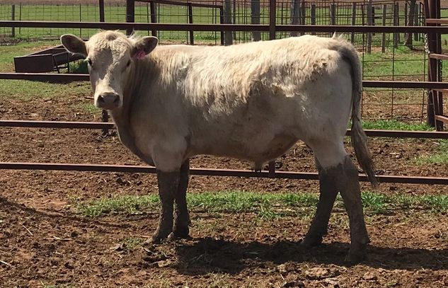 Bulls for Sale | Crispin Murray Grey Cattle