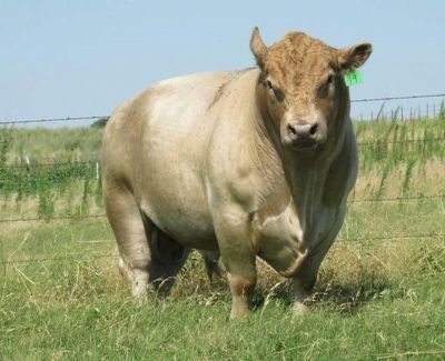 Health Benefits | Crispin Murray Grey Cattle