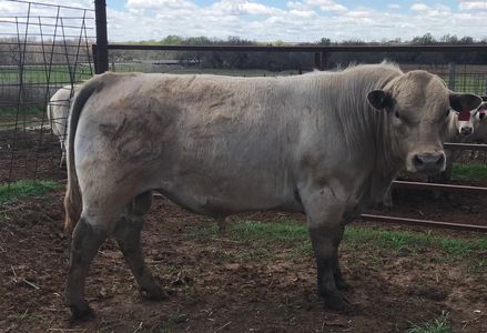 Bulls for Sale | Crispin Murray Grey Cattle