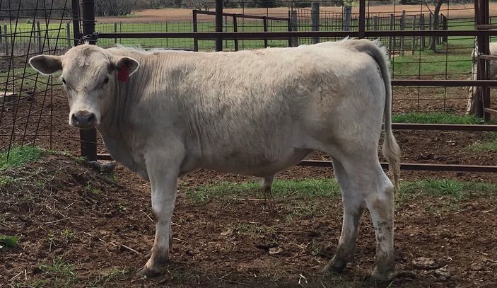 Bulls for Sale | Crispin Murray Grey Cattle
