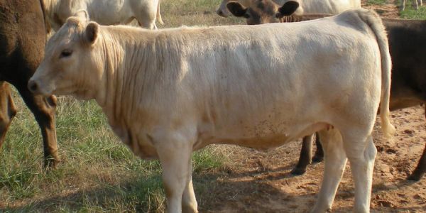 Crispin Murray Grey Cattle - Murray Grey Cattle, For Sale