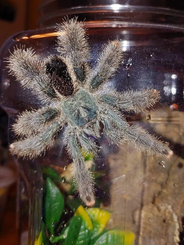 Wonderland Exotics - Tarantulas, Pets, Isopods