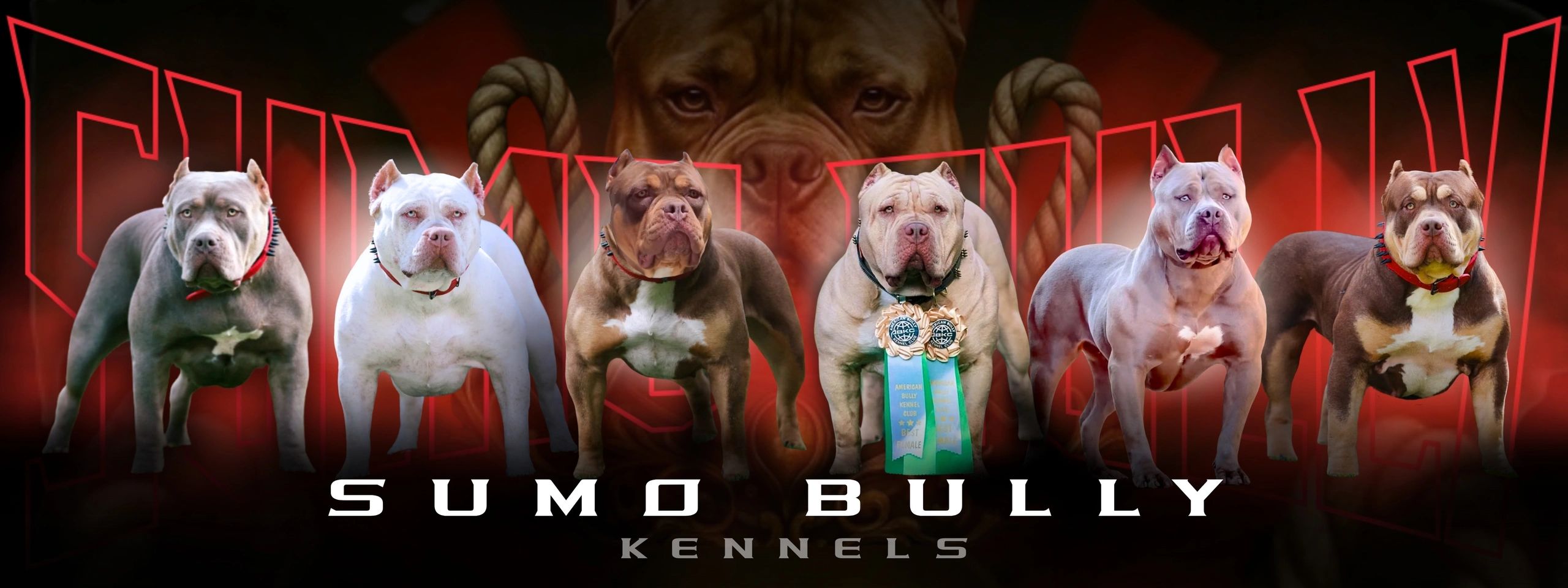 MAKI | Sumo Bully Kennels