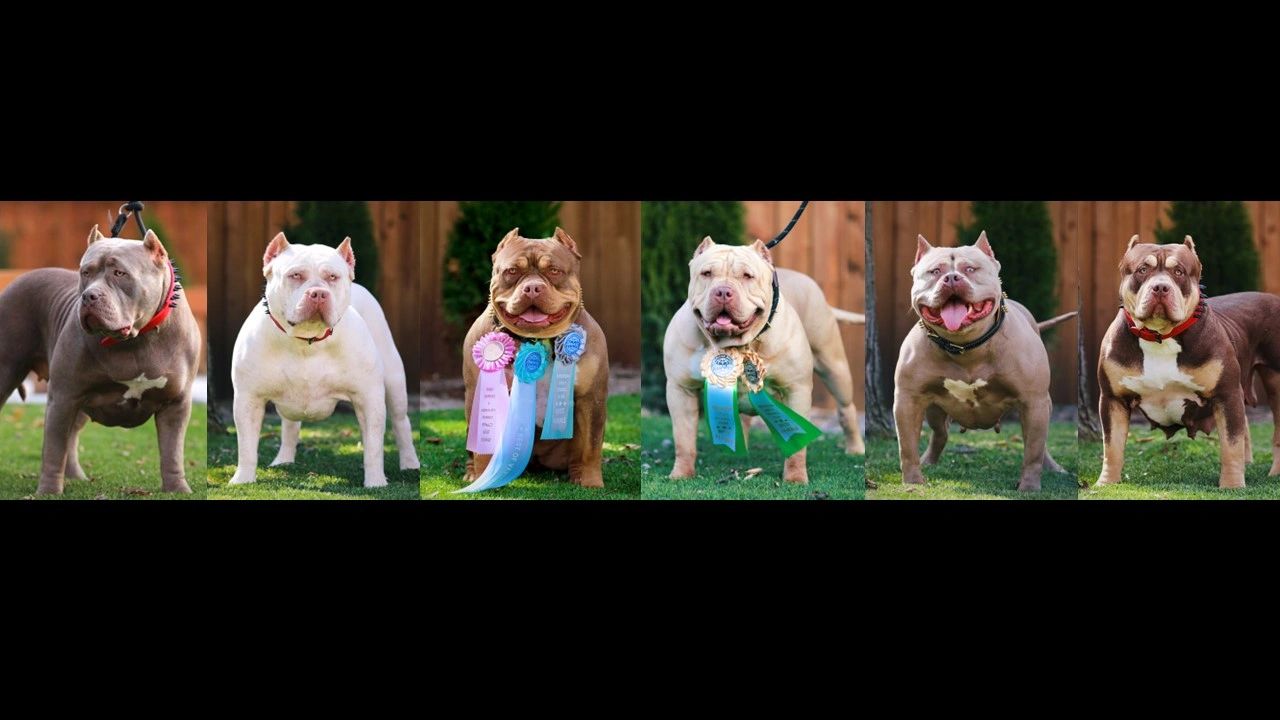 About Us | Sumo Bully Kennels