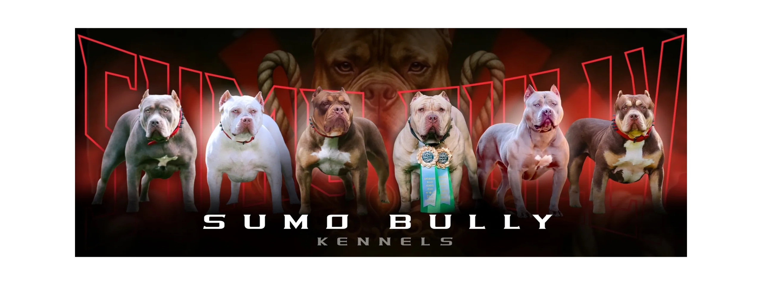 SUMO UNIVERSITY | Sumo Bully Kennels Training Courses