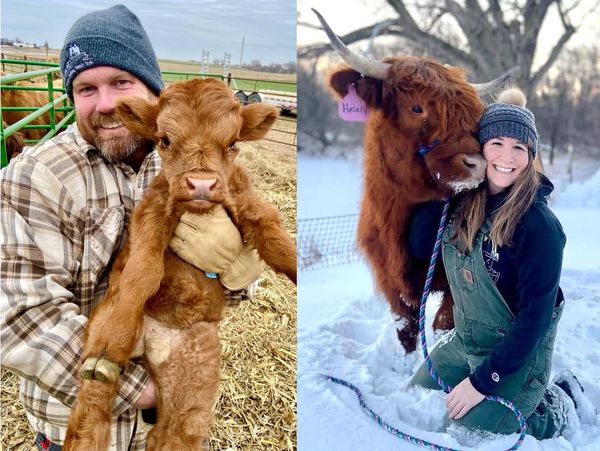 Scottish Highland Cattle - Rainbow Raccoon Ranch