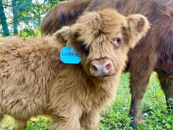 Scottish Highland Cattle - Rainbow Raccoon Ranch