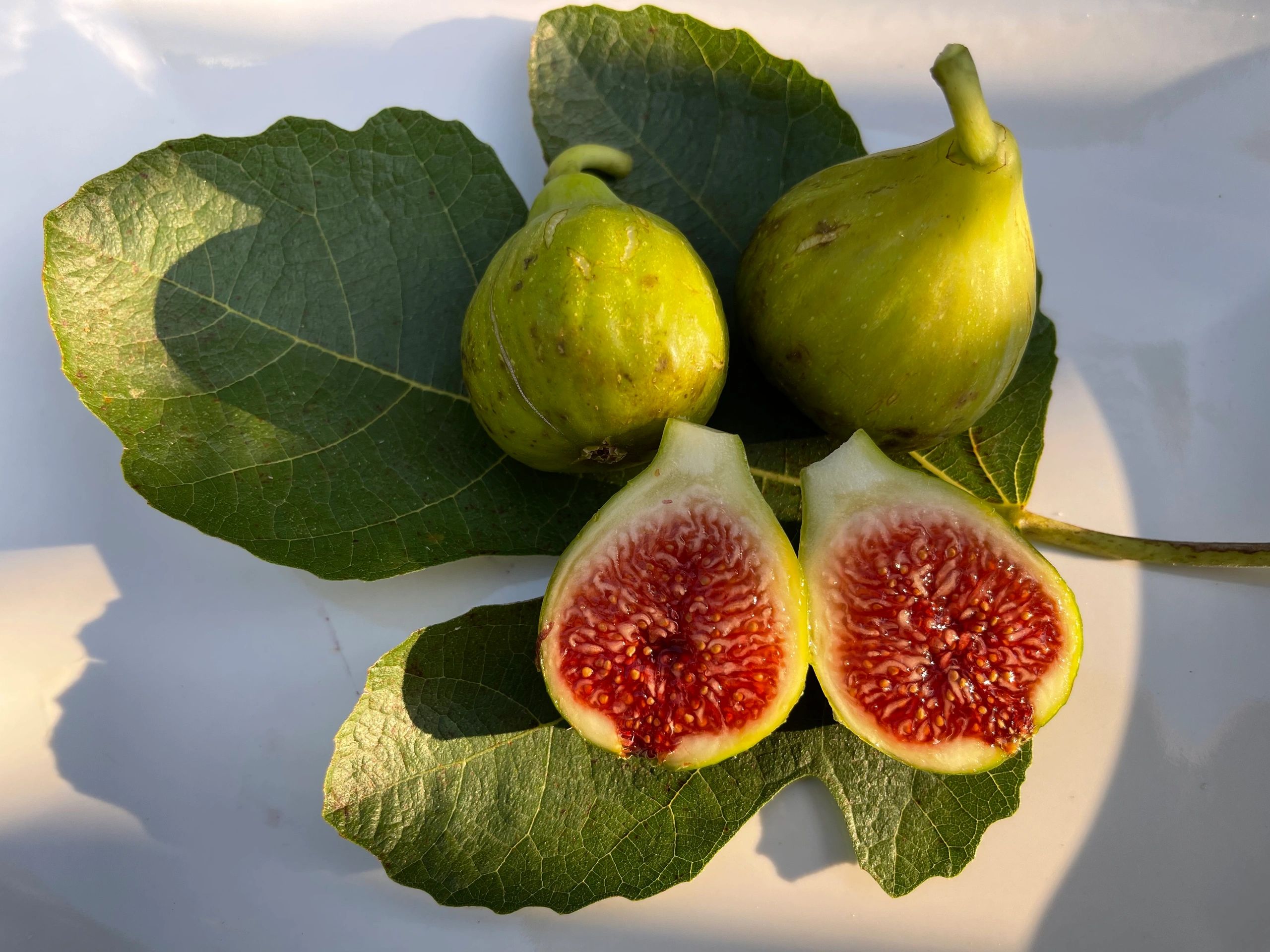 Types Of Fig Trees