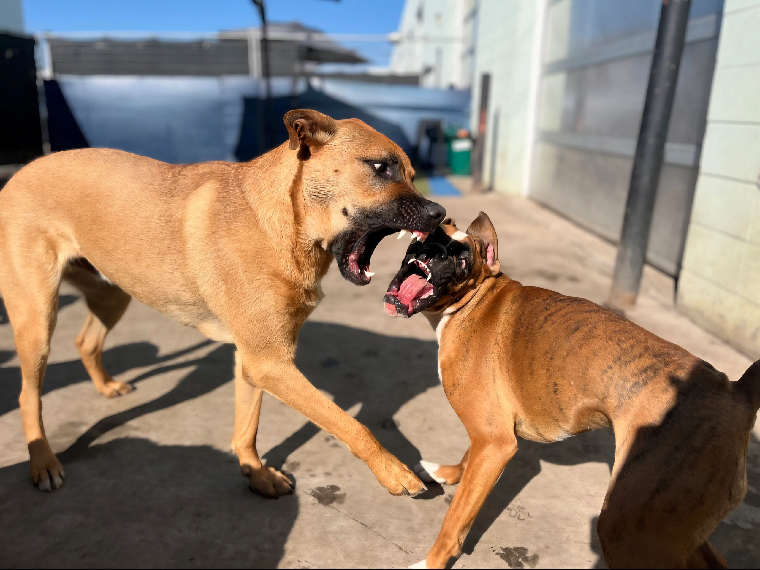 Understanding Your Dog's Teeth: Communication & Bite Inhibition