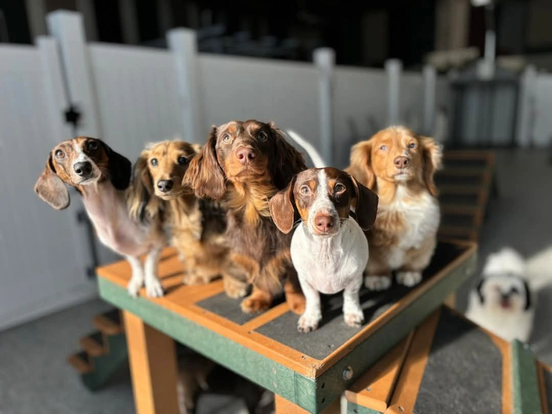 The Happy Hound Play Park