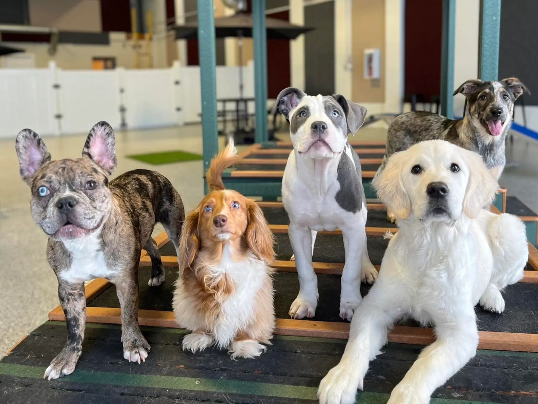 The Happy Hound Play Park