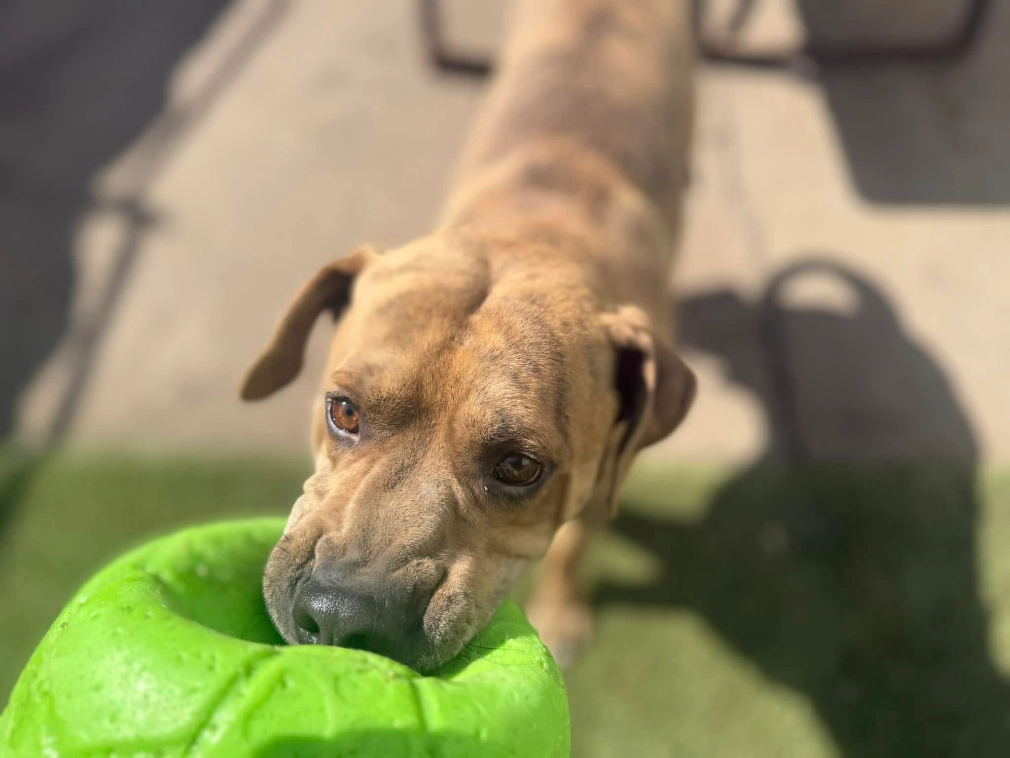 The Power of Personal Play & Intentional Socialization