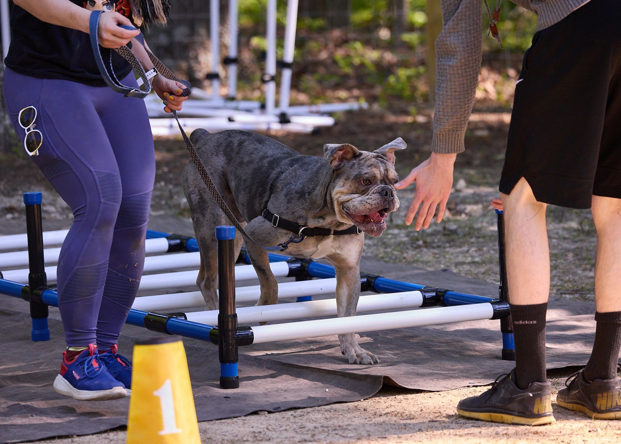 Professional Dog Training and Dog Performance Sports