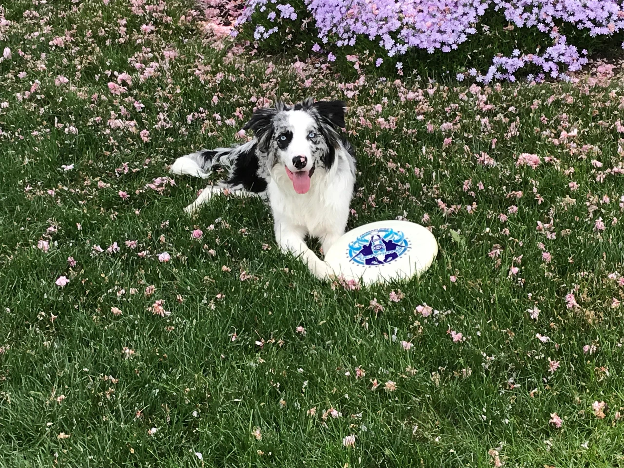 Professional Dog Training and Dog Performance Sports