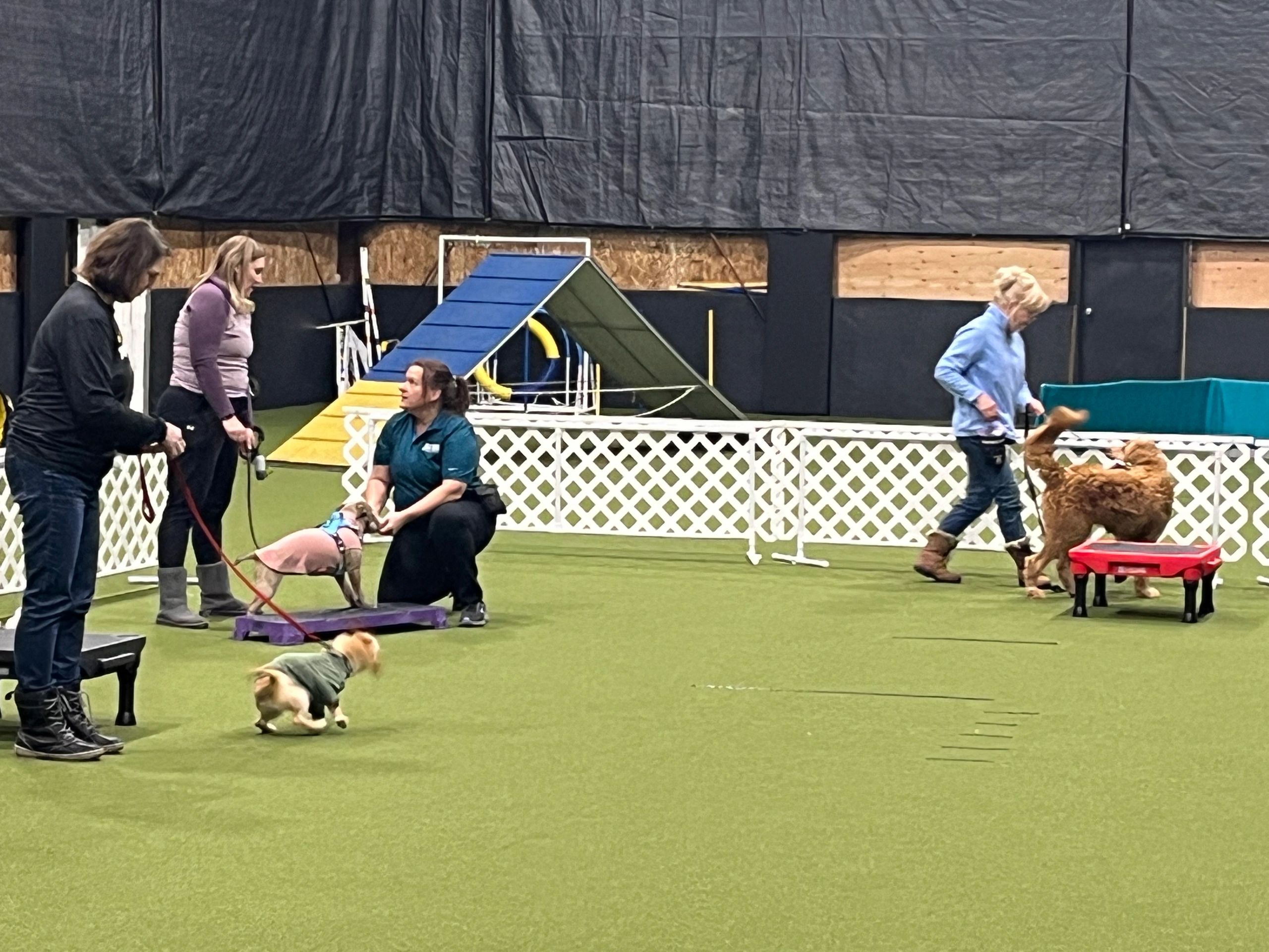 Professional Dog Training and Dog Performance Sports