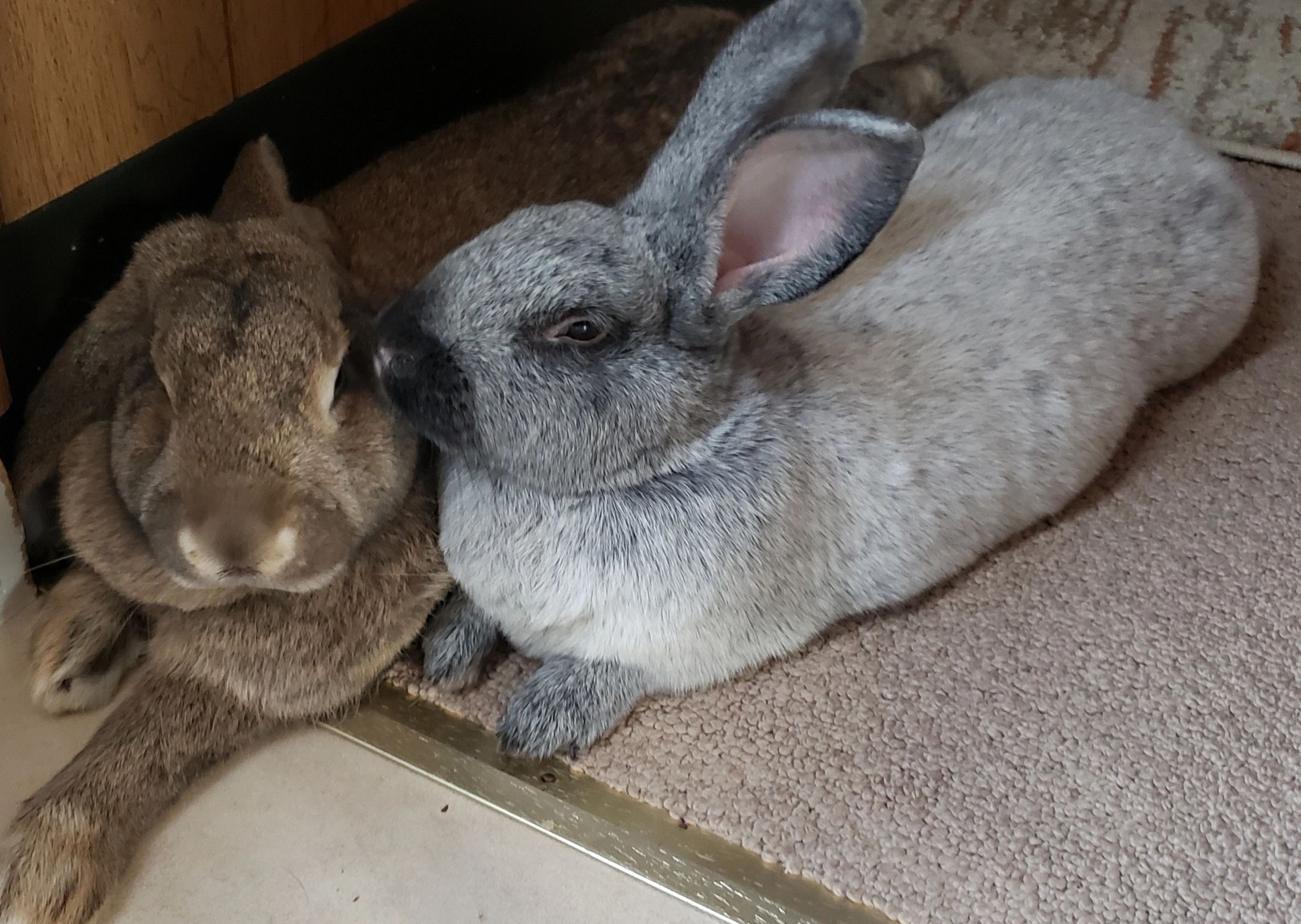 Bunny Bonding