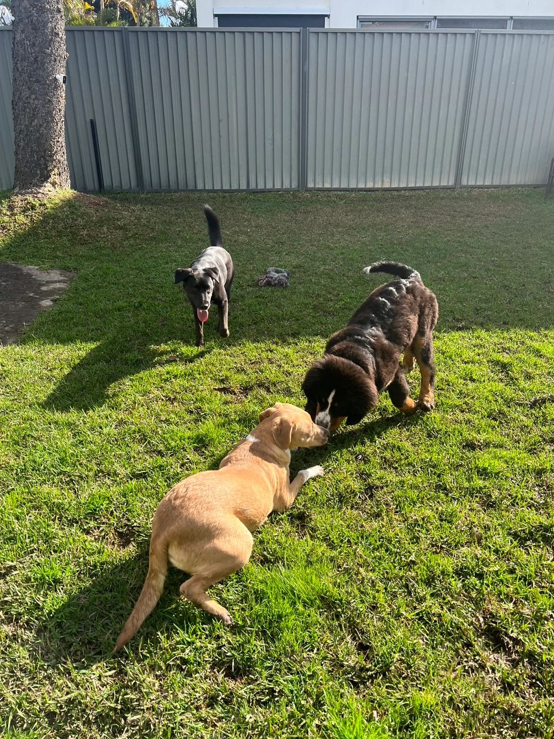 Dear Dog Daycare