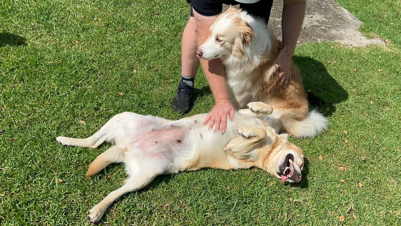 Dear dog daycare