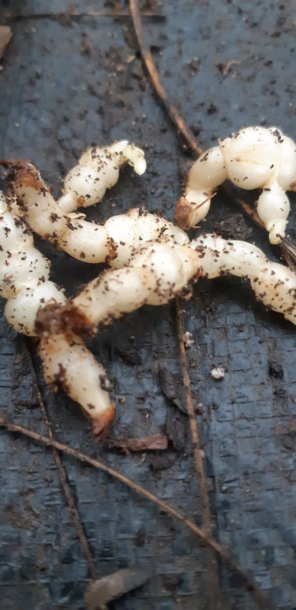 Crosne/ Chinese Artichoke