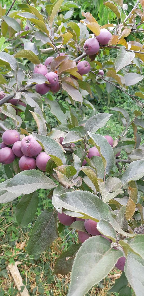 Apple, Standard Rootstock