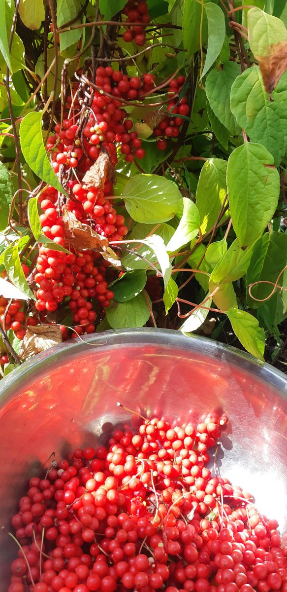 Schisandra Vine, "Eastern Prince"