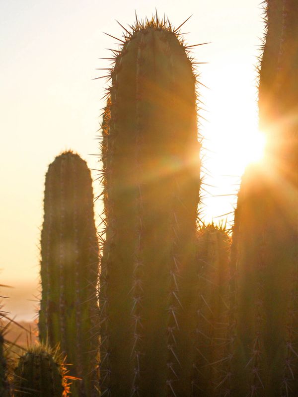 The Plants