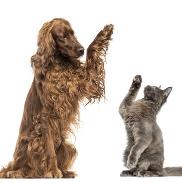 PÜR EVOLUTION - La Meilleure Qualité De Nourriture Crue Complète Pour ...