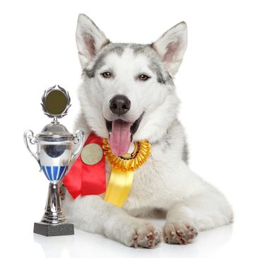 PÜR EVOLUTION - La Meilleure Qualité De Nourriture Crue Complète Pour ...