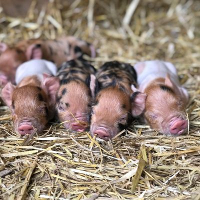 KuneKune Pigs