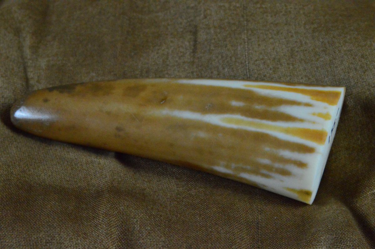 Fossilized Walrus Ivory Tusk Tip (SKU - M106)