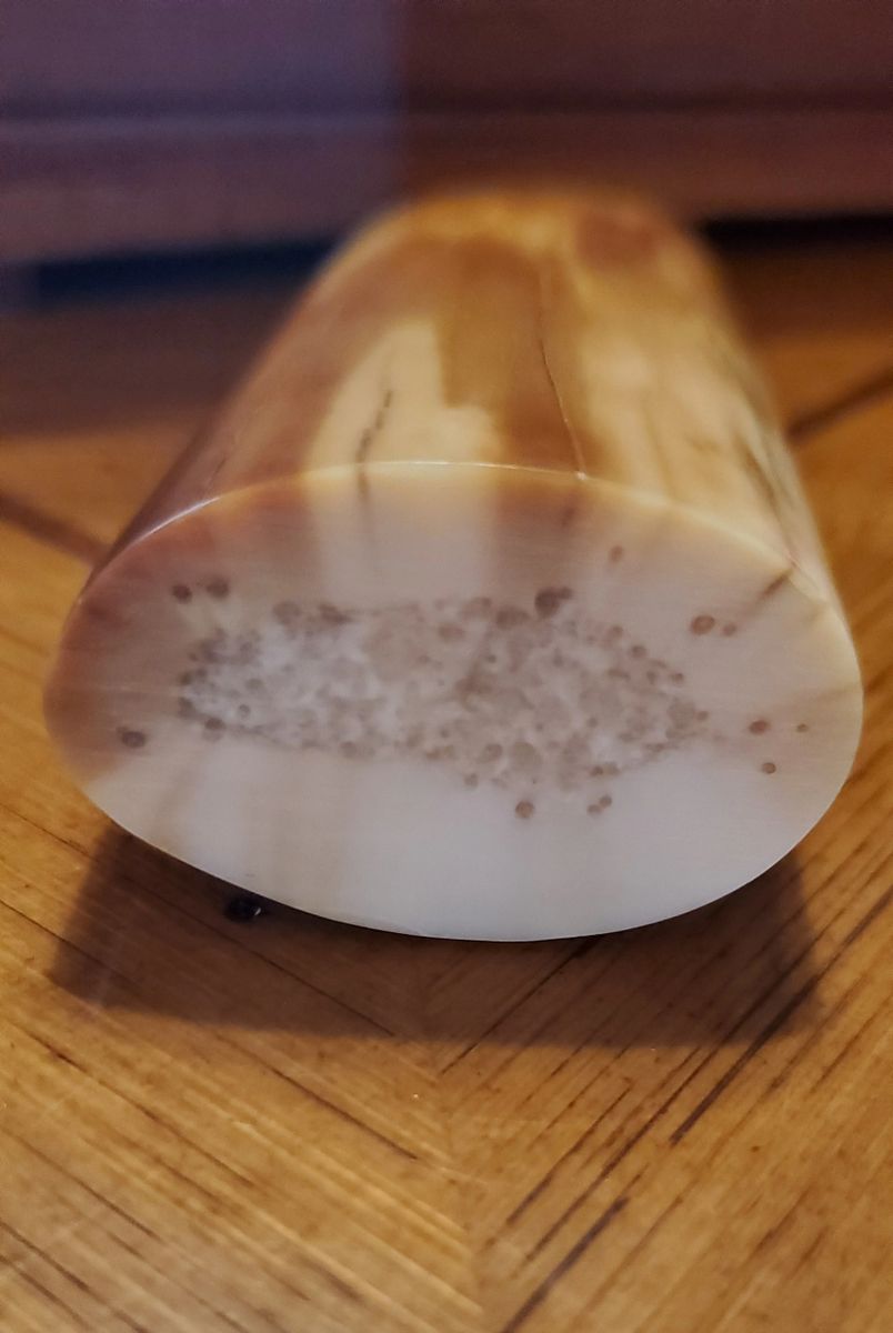 Artifact Fossilized Ivory Walrus Tusk Tip (SKU - M107) SOLD!