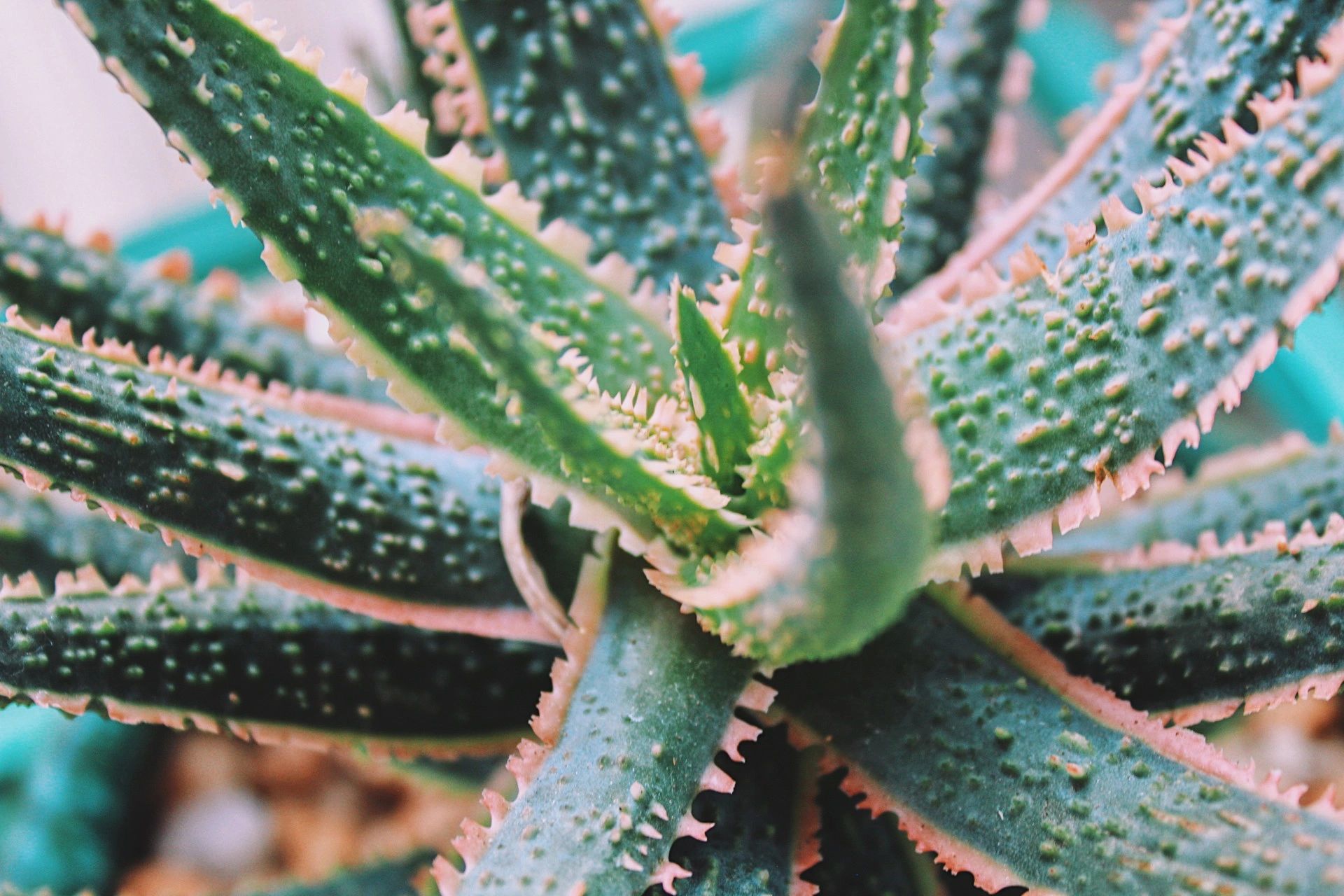 Sassy Succs - Your Go-To Plant Store for Succulent Arrangements