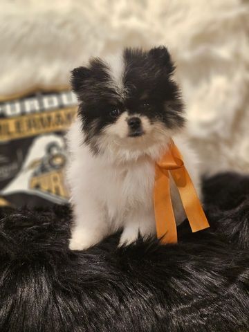 Puppies for Sale - Firefly Puppies