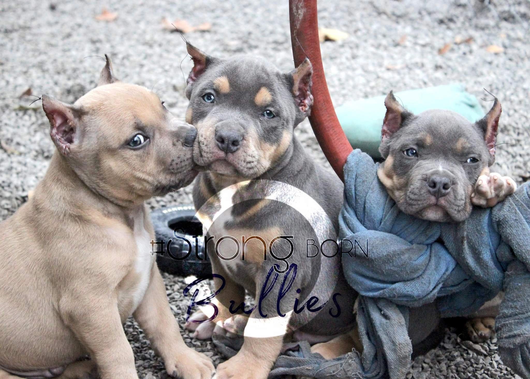 American Bully Dog Puppies