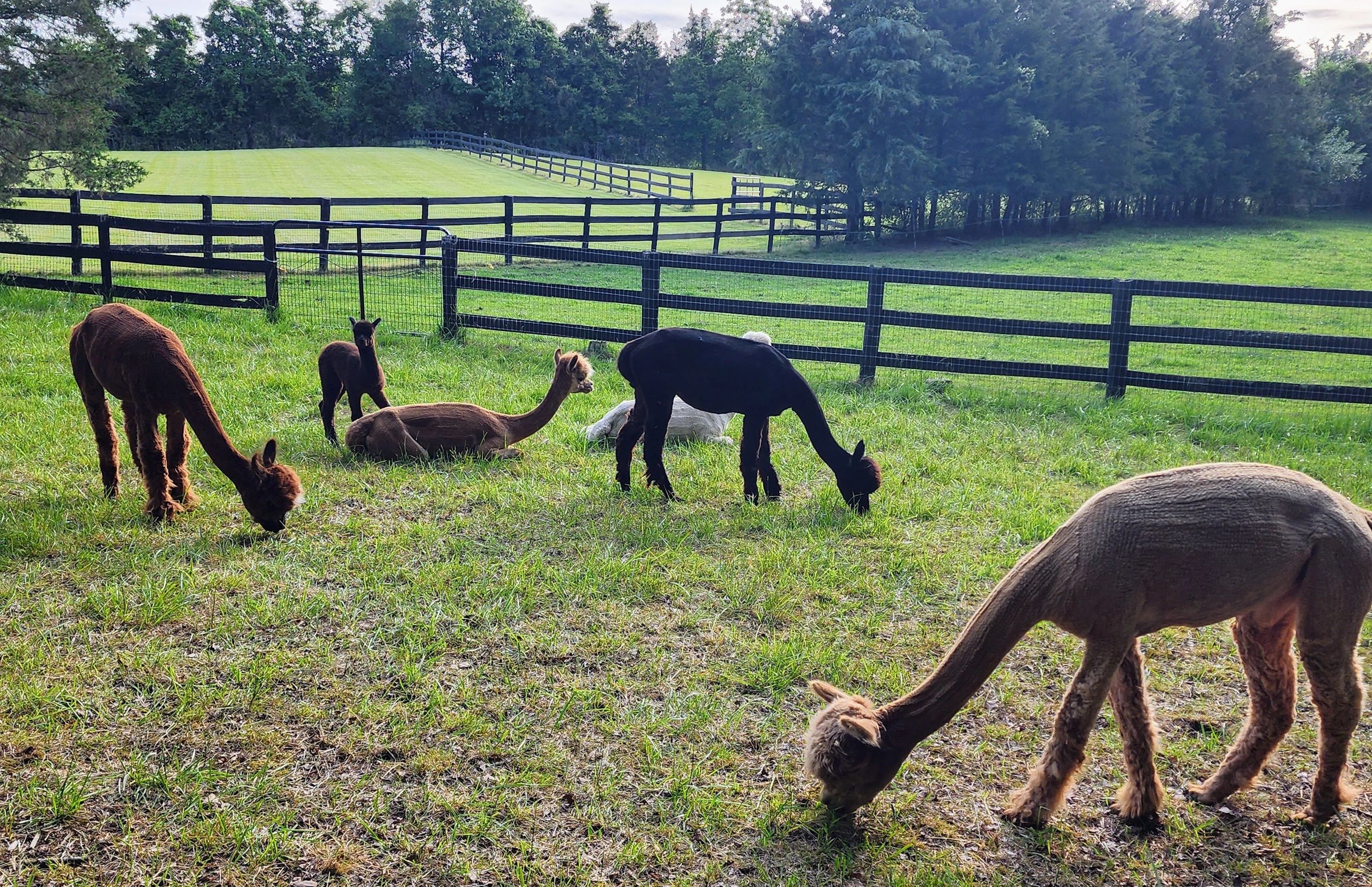 Alpaca Sales | Kathryn Rose Farm