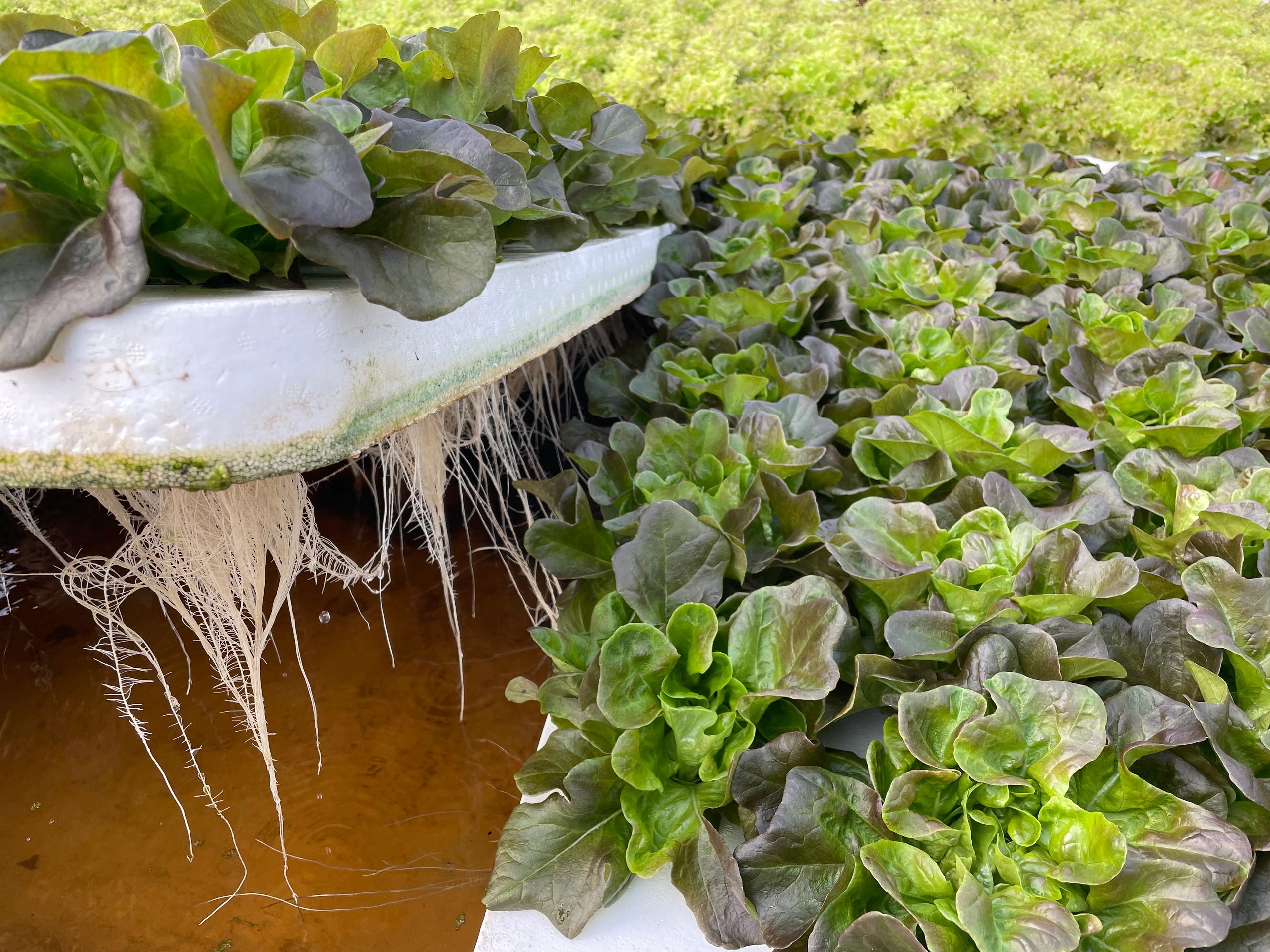 Lone Star Lettuce Growers