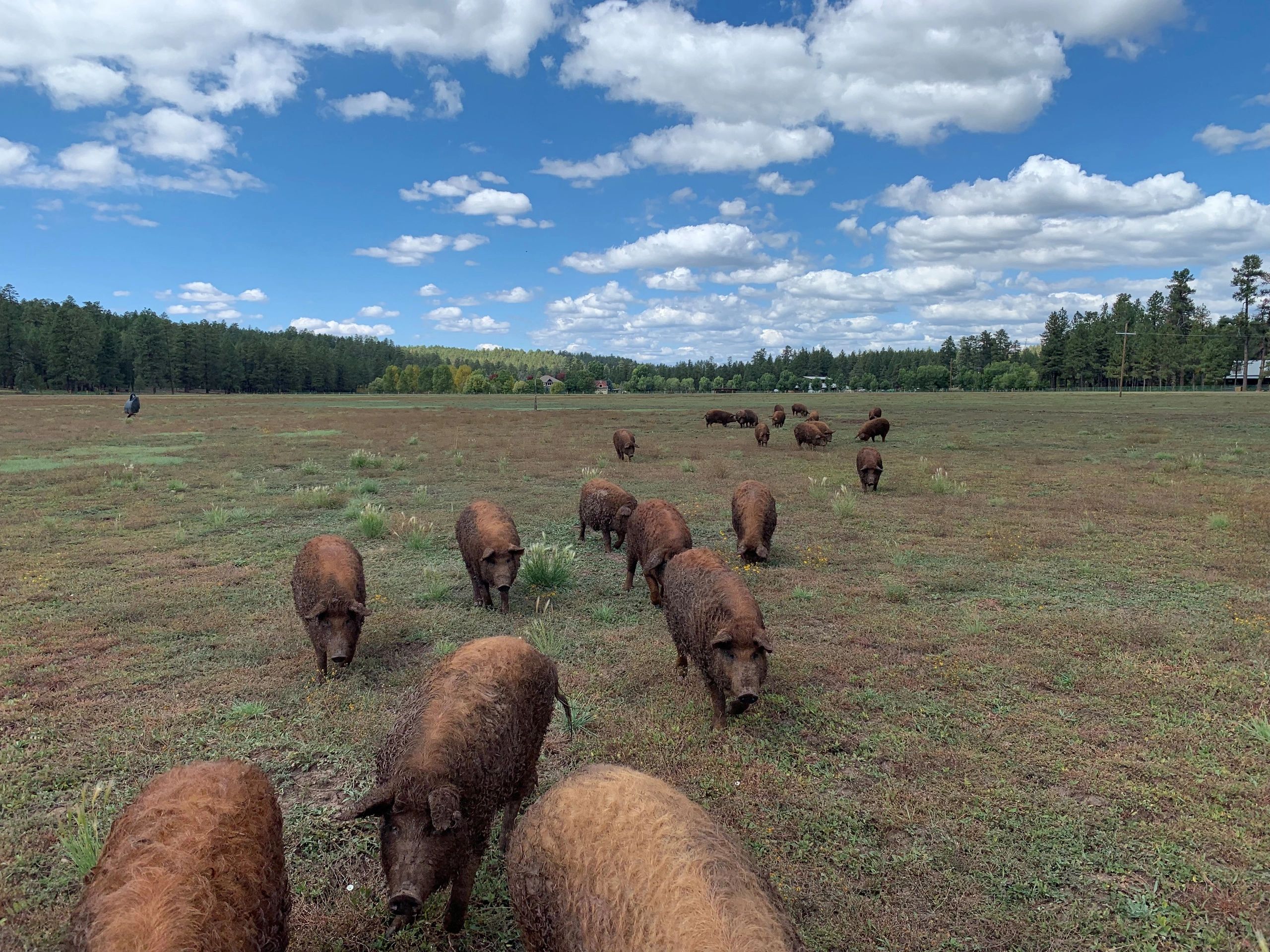 Foxboro Ranch - Home