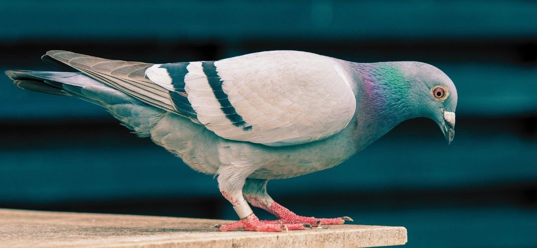 2025 OB Winners Report